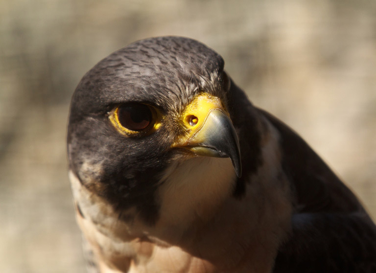 Working to bring back the peregrine | Scientific Chicago