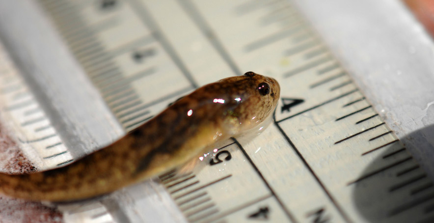 This fish climbs where it eats | Scientific Chicago