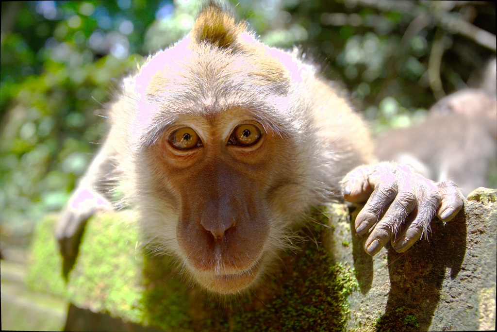 Iran sends off a space monkey | Scientific Chicago