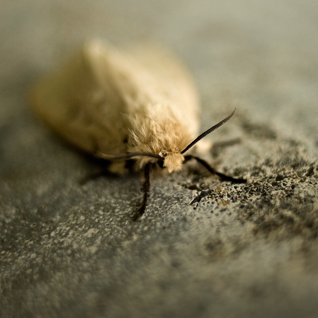 This experiment gives “moth balls” a whole new meaning | Scientific Chicago