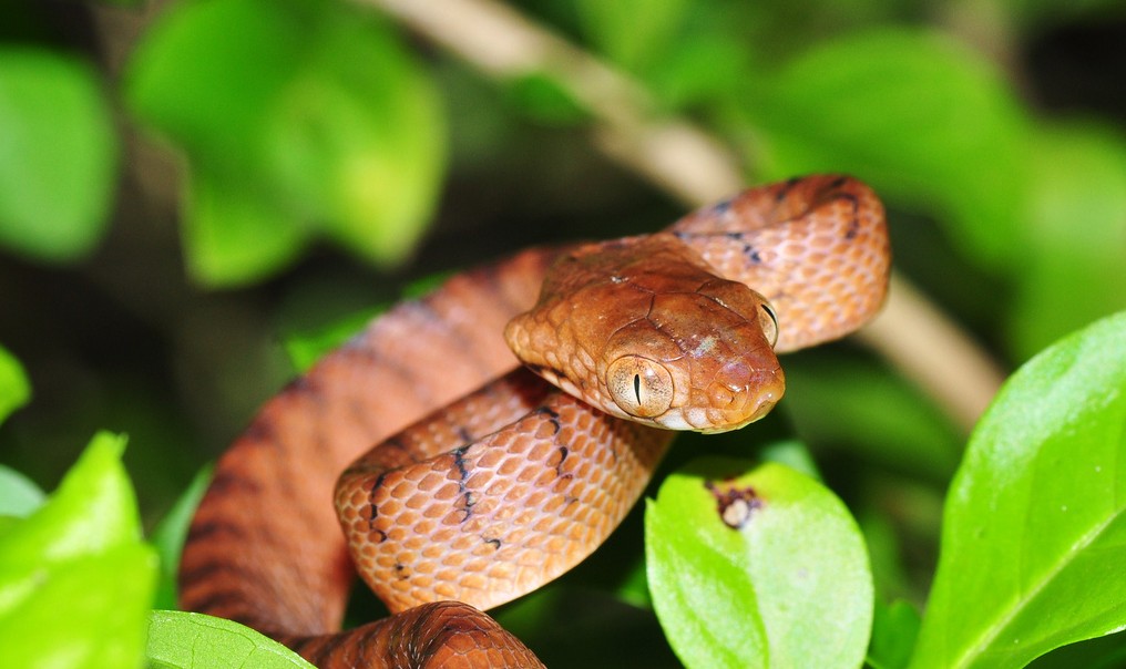 Can poisoned mice bombs save Guam? | Scientific Chicago